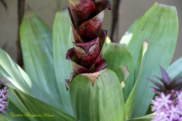 Imperial Bromeliad | Project Noah
