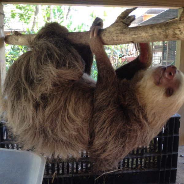 Two Toed Sloth | Project Noah