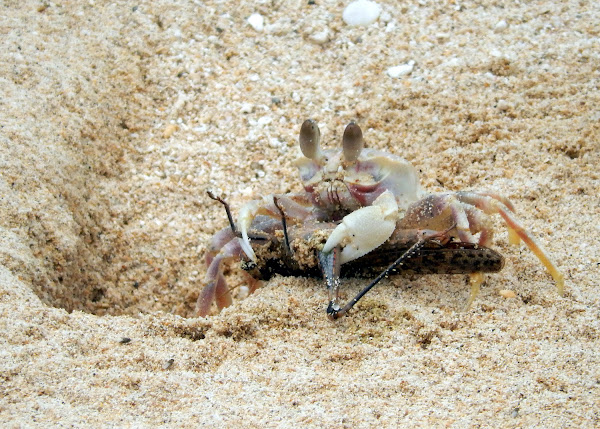 Pallid Ghost Crab | Project Noah