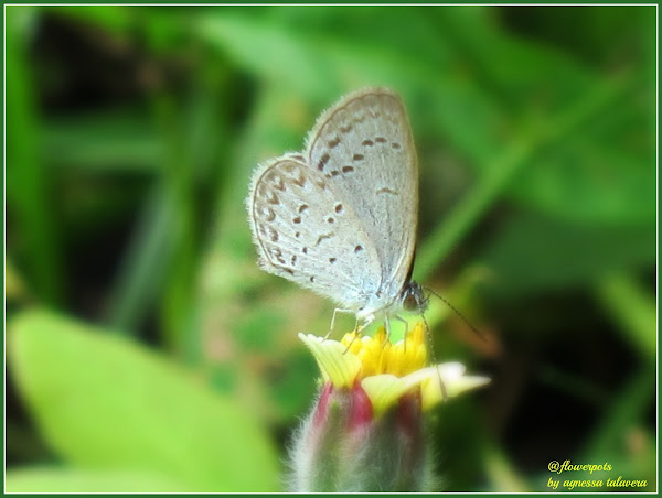 Lesser Grass Blue Butterfly | Project Noah