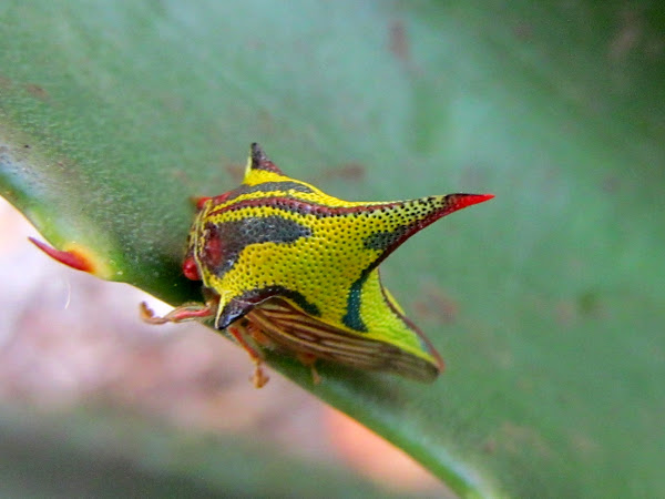 Thorn Treehopper | Project Noah