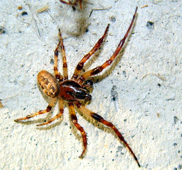 Furrow Orb Weaver Spider | Project Noah