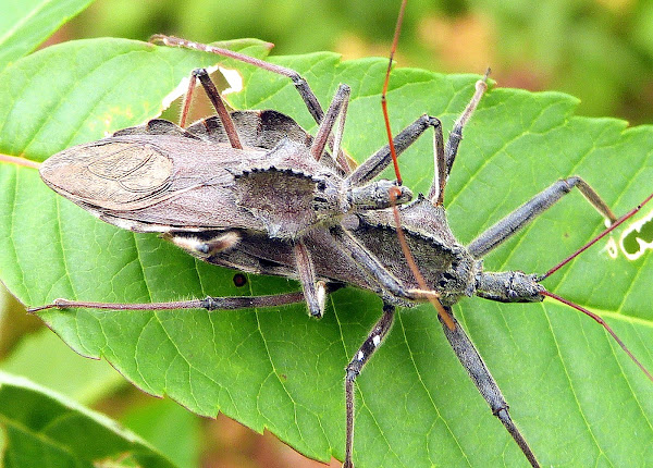 Wheel Bugs (Coupling) | Project Noah