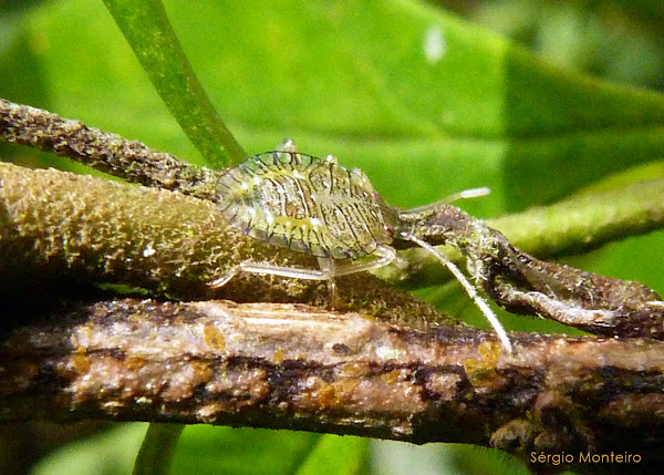 Green shield bug nymph | Project Noah