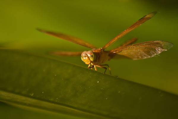 dragonfly | Project Noah