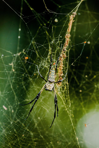 Golden silk orb-weaver | Project Noah