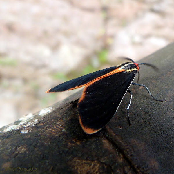 moth ?? | Project Noah