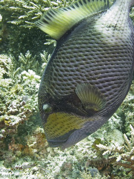 Titan Triggerfish | Project Noah