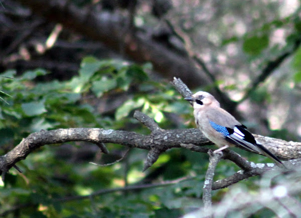 Eurasian Jay - Ghiandaia | Project Noah