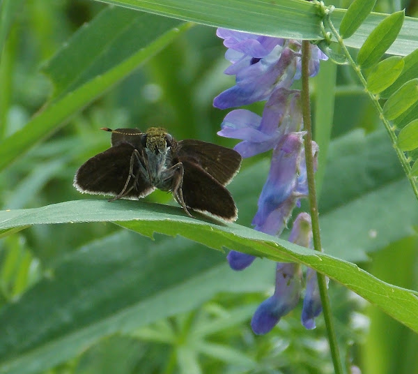 Least Skipper butterfly (Female) | Project Noah
