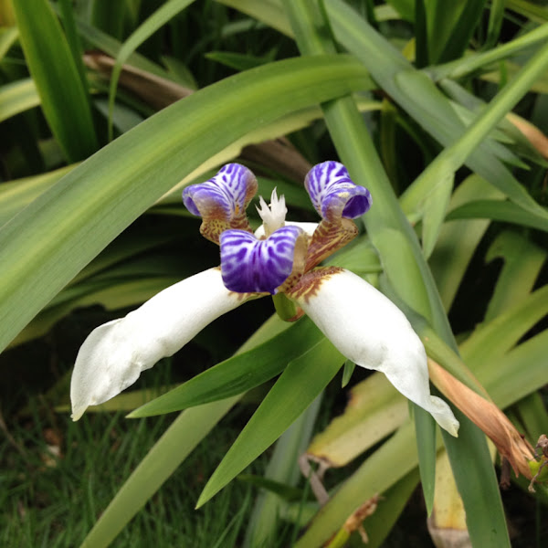 Walking Iris | Project Noah