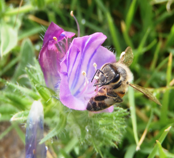 Western honey bee. Abeja europea | Project Noah