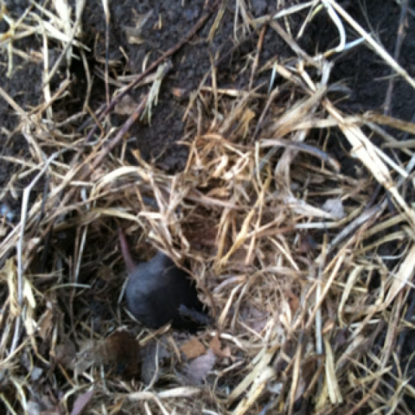 Northern Short-tailed Shrew | Project Noah