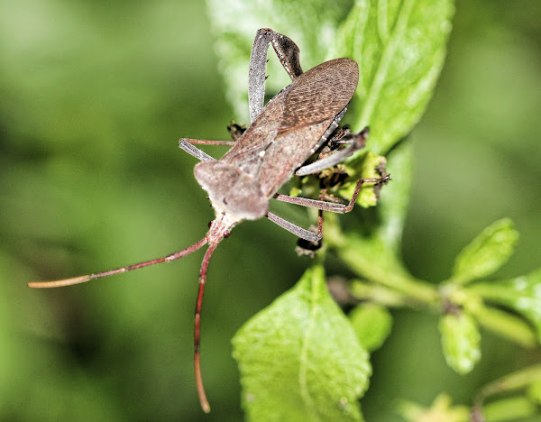 Giant Leaf-Footed Bug | Project Noah