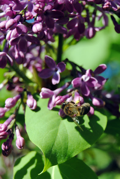 Abeja ibérica | Project Noah