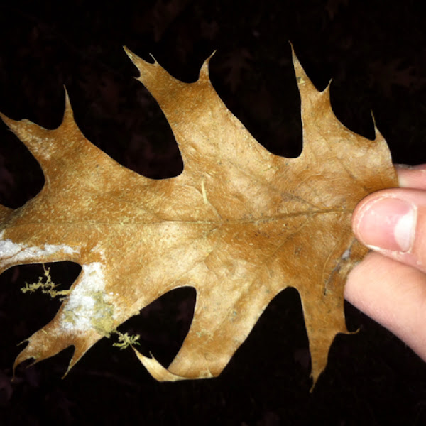 Red oak | Project Noah