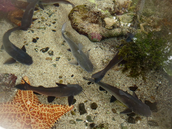 Catfish | Project Noah