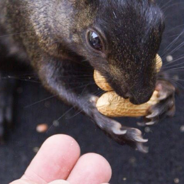 Black Eastern Gray squirrel | Project Noah