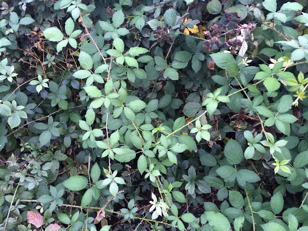 Himalayan blackberry | Project Noah