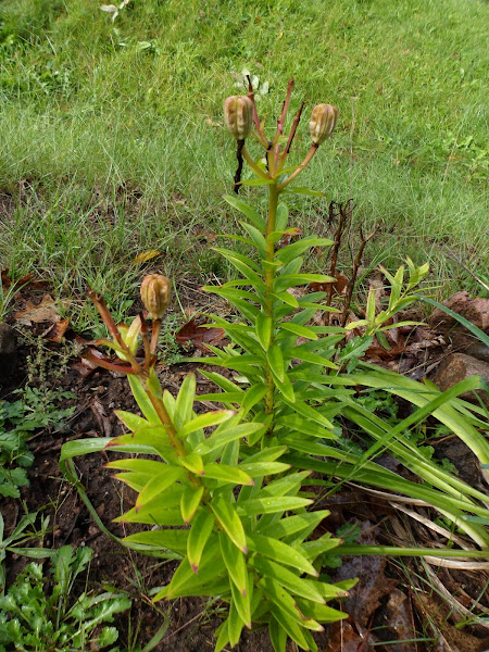 Oriental Lily | Project Noah