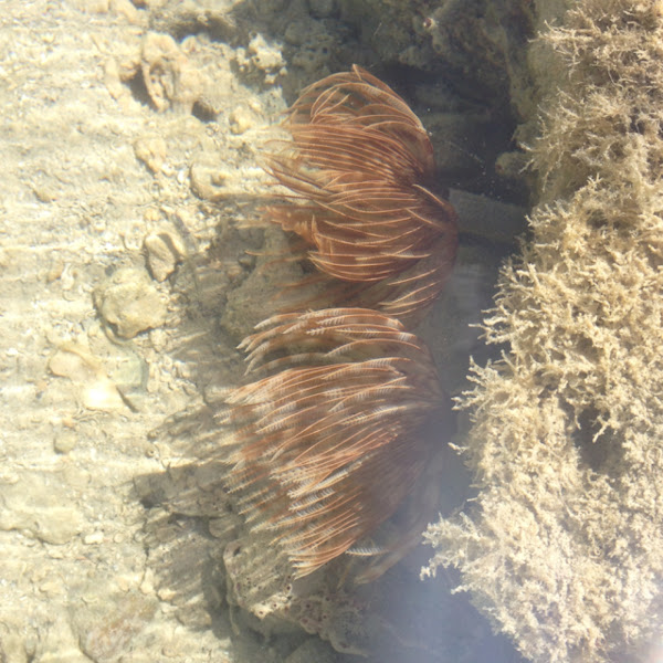 Feather duster worms | Project Noah