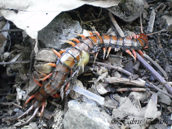 centipede | Project Noah