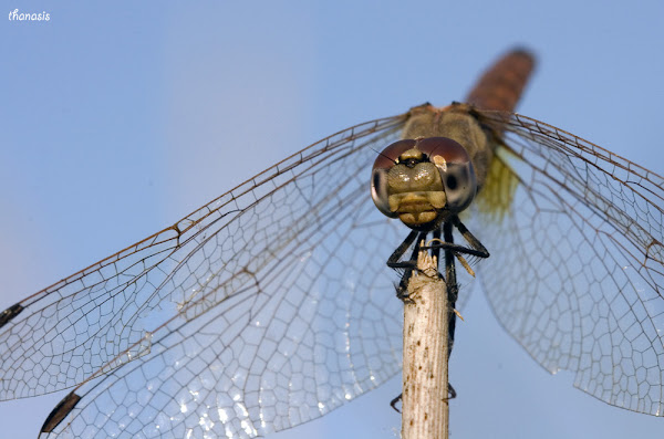 Violet Dropwing | Project Noah