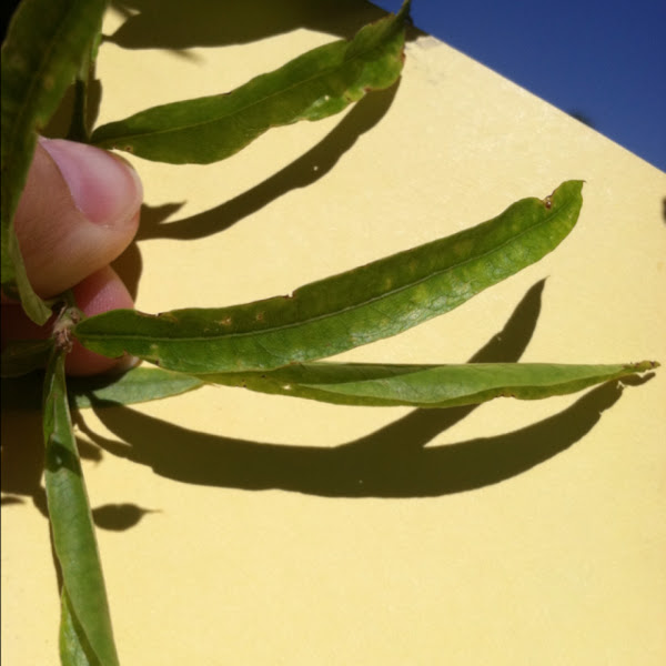 Willow Oak | Project Noah