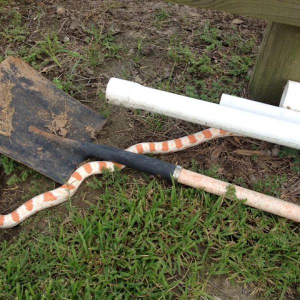 Candy Cane Corn Snake | Project Noah