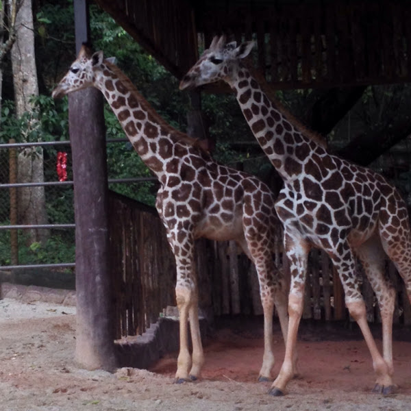 Giraffe | Project Noah