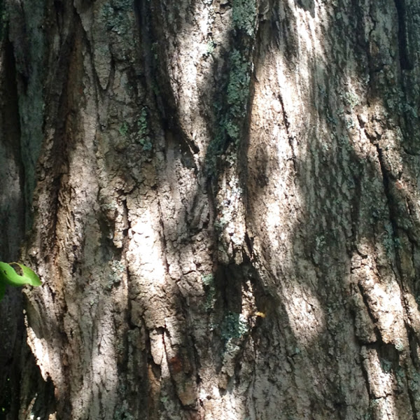 Sugar Maple | Project Noah