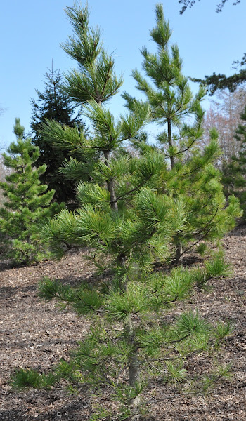 Siberian Pine | Project Noah