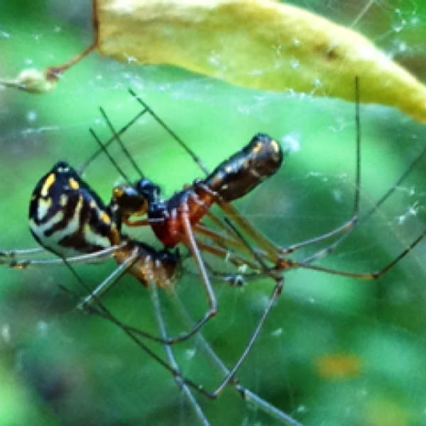 Filmy Dome Spiders - mating | Project Noah