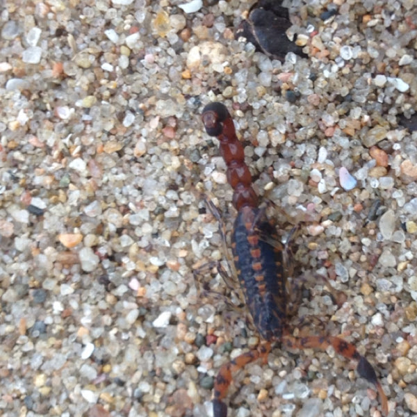 Scorpion | Project Noah