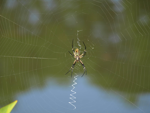 Golden Silk Orb Weaver | Project Noah
