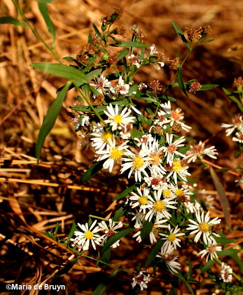 Calico aster | Project Noah