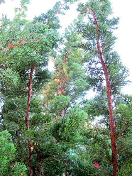 Rocky Mountain Juniper | Project Noah