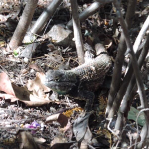 Spiny Lizard | Project Noah