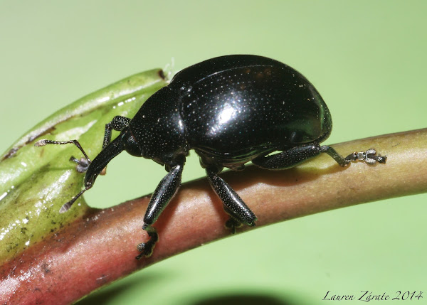 Weevil | Project Noah