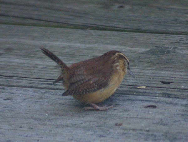 Carolina Wren | Project Noah