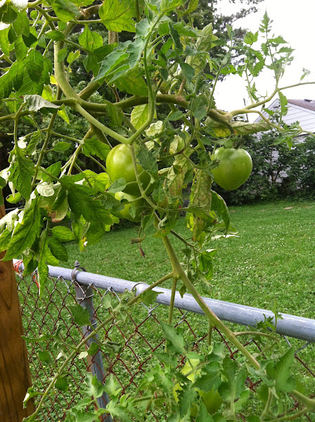 Tomato | Project Noah