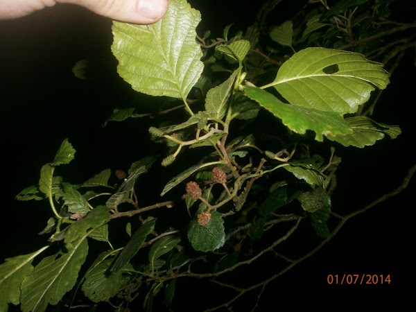 Beech? | Project Noah