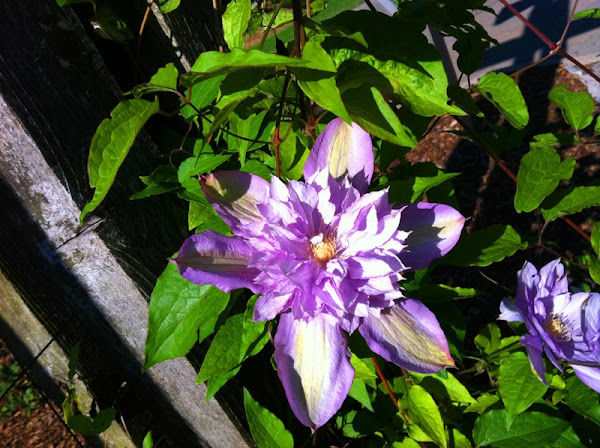 Clematis "Proteus" | Project Noah