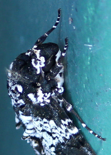 Rustic Sphinx | Project Noah