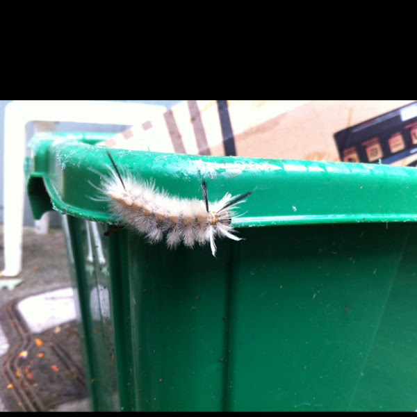 Banded Tussock Moth Caterpillar | Project Noah