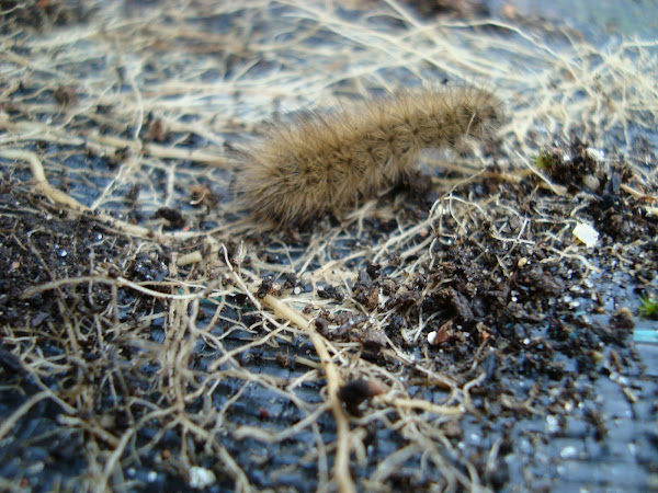 cream spot tiger or ruby tiger larva | Project Noah