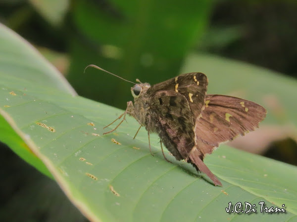 Skipper | Project Noah