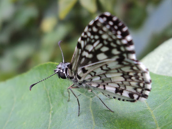 Orcus Checkered-Skipper | Project Noah