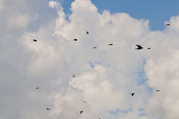 Cliff Swallow | Project Noah