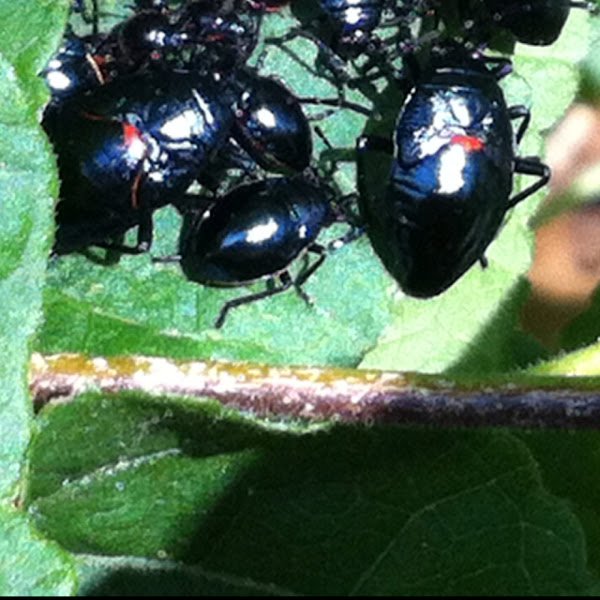 Bordered Plant Bug Nymph | Project Noah